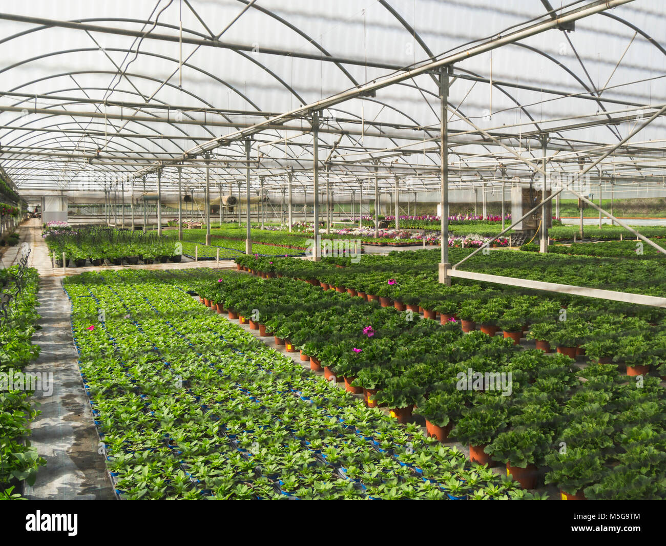 Polytunnel In Garden High Resolution Stock Photography and Images - Alamy