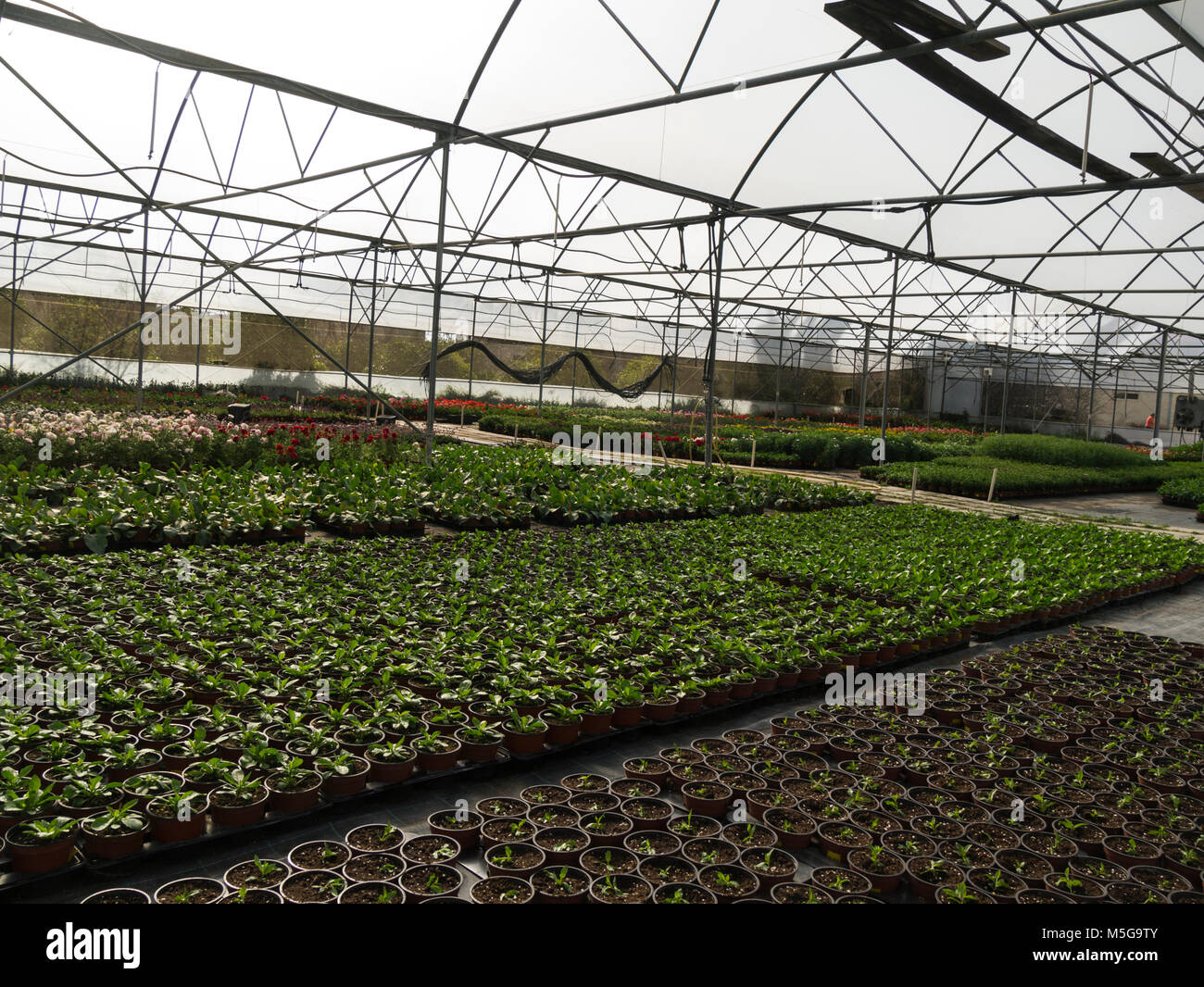 Seedlings growing under plastic roof hi-res stock photography and ...