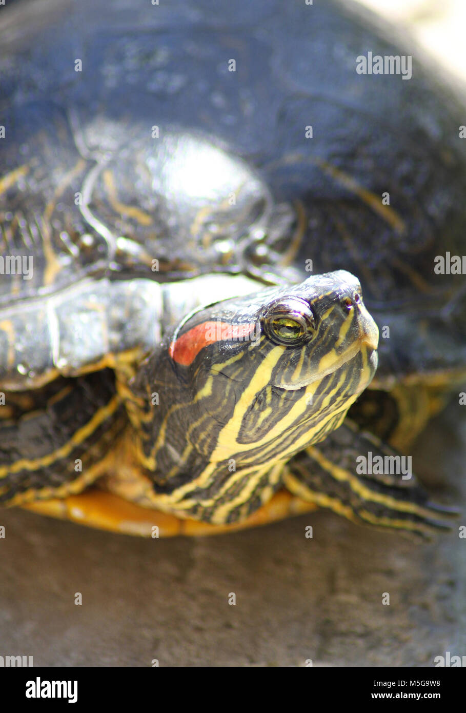 Red eared slider terrapins hi-res stock photography and images - Alamy