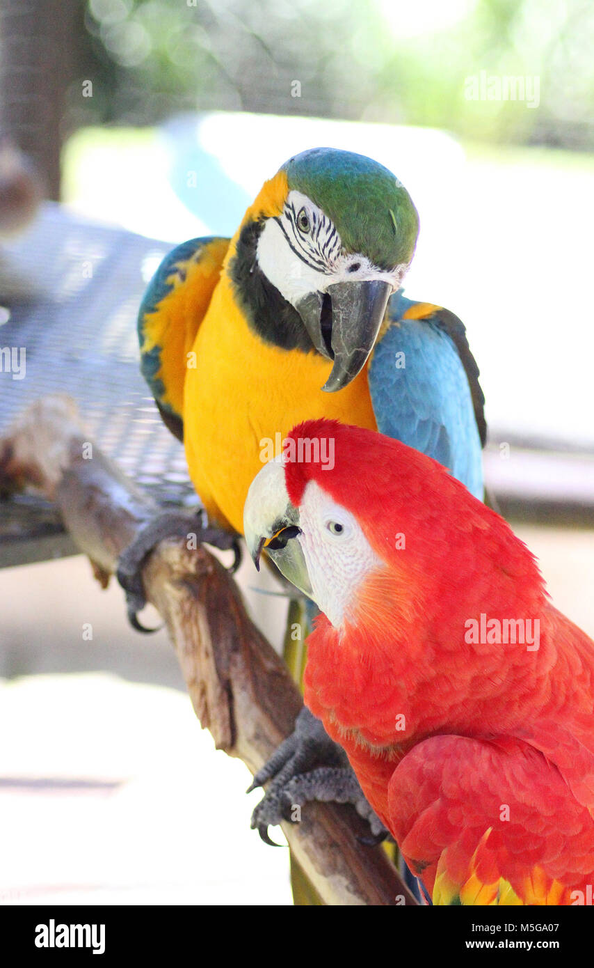 Blue-and-yellow macaw, (Ara ararauna) and Scarlet macaw, (Ara macao ...