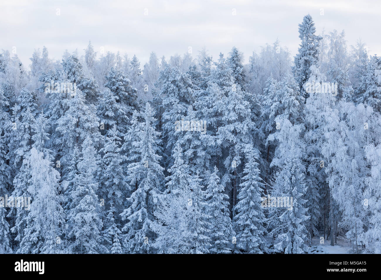 Trees covered in snow Stock Photo - Alamy