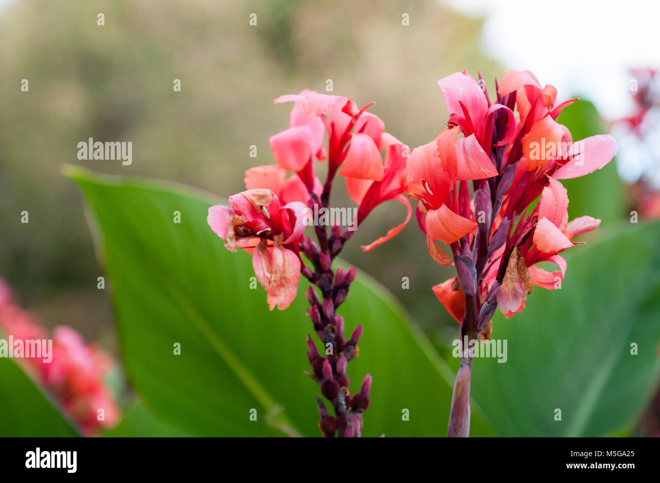 red Canna lily Stock Photo - Alamy