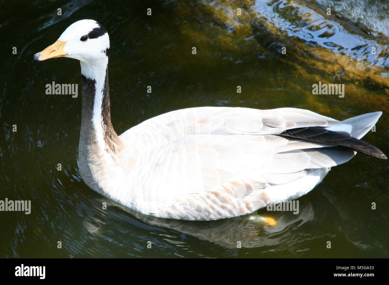 Black and white african goose hi-res stock photography and images - Alamy