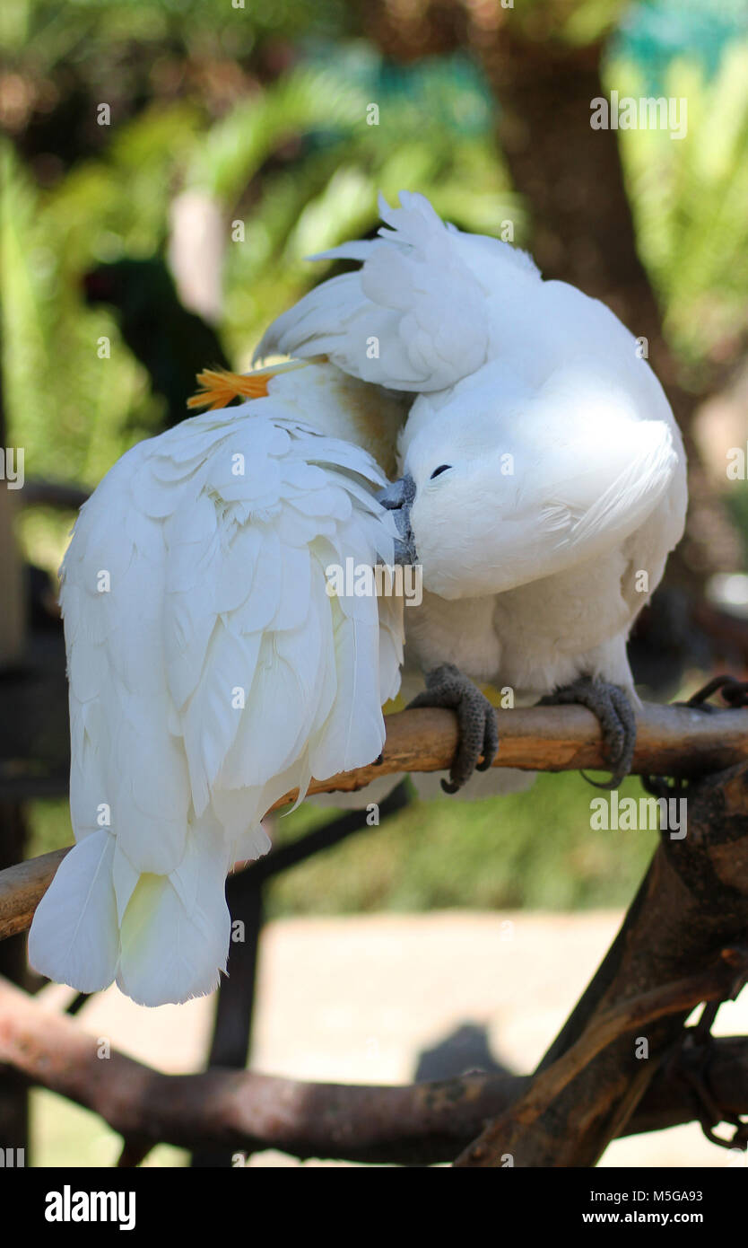 Sulphur-crested cockatoo pair, Cacatua galerita, South Africa Stock ...