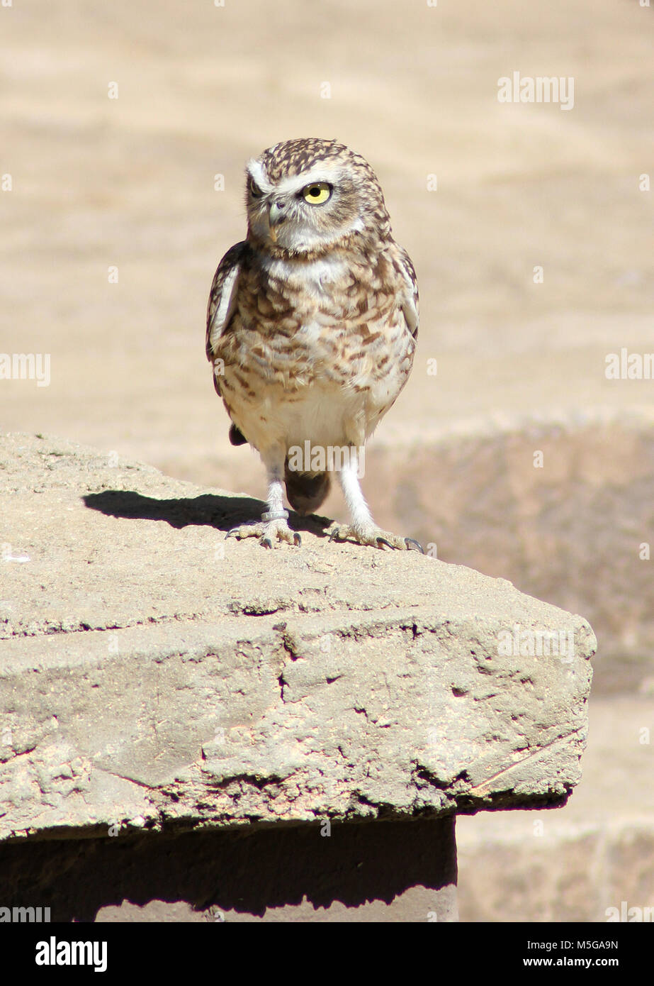 Athene noctua head hi-res stock photography and images - Alamy