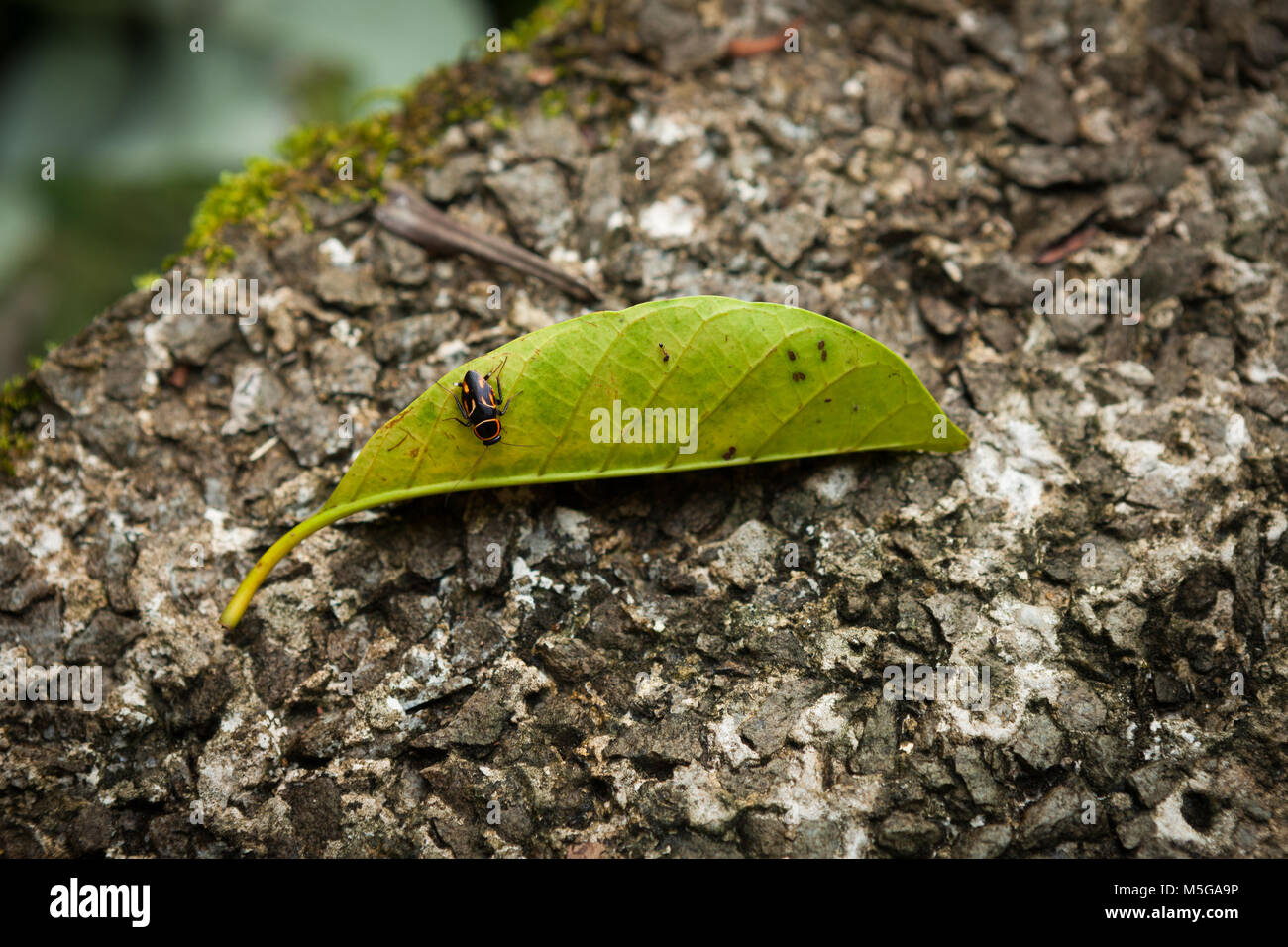 Exotic bug on leaf Stock Photo - Alamy