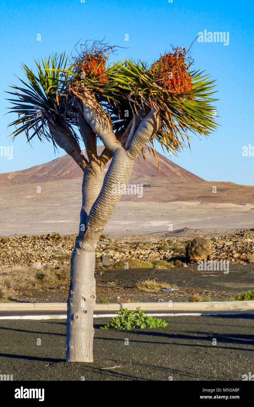 Draco palm hi-res stock photography and images - Alamy