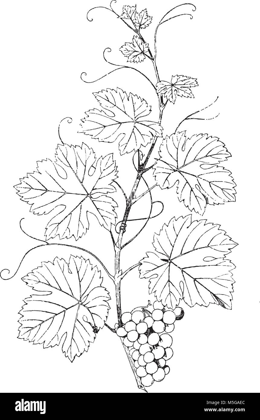 Grape artwork Stock Vector Images - Alamy