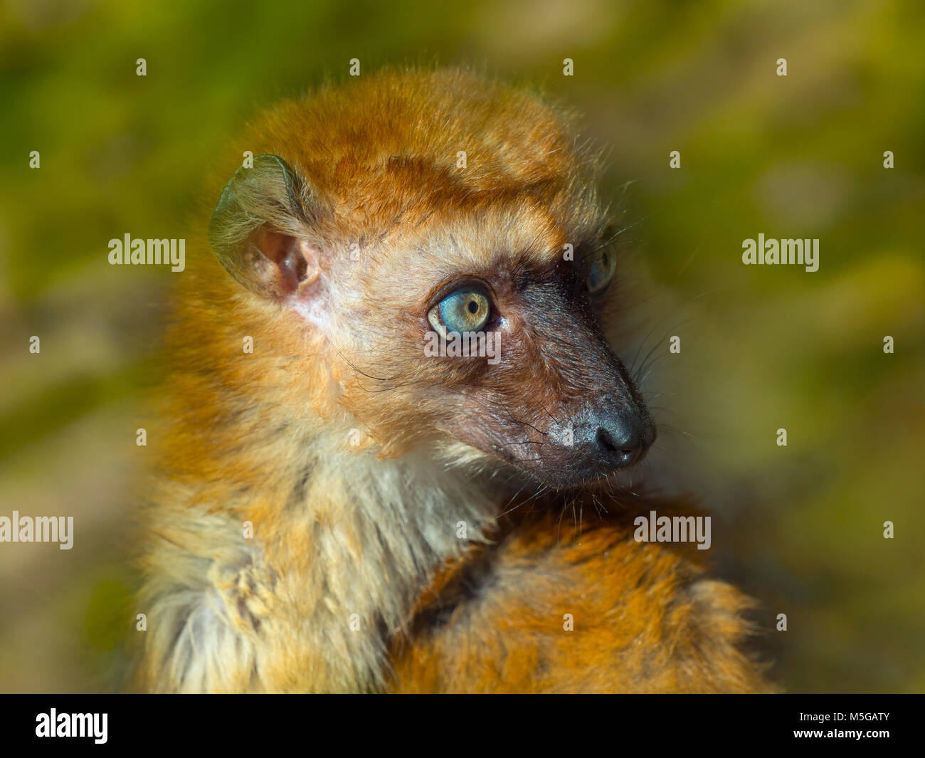 female Blue-eyed black lemur Eulemur flavifrons also known as the ...