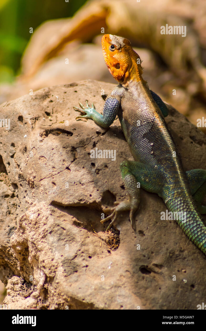 Lizard called agame settlers in the savannah of Amboseli Park in Kenya ...