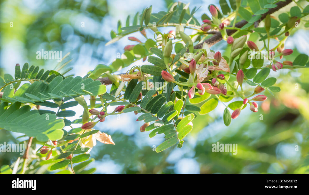 Pink tamarind hi-res stock photography and images - Alamy