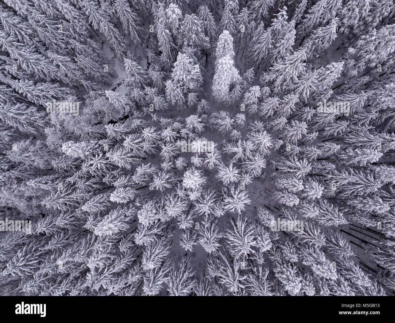 Aerial view of snow covered trees in the wilderness Stock Photo - Alamy