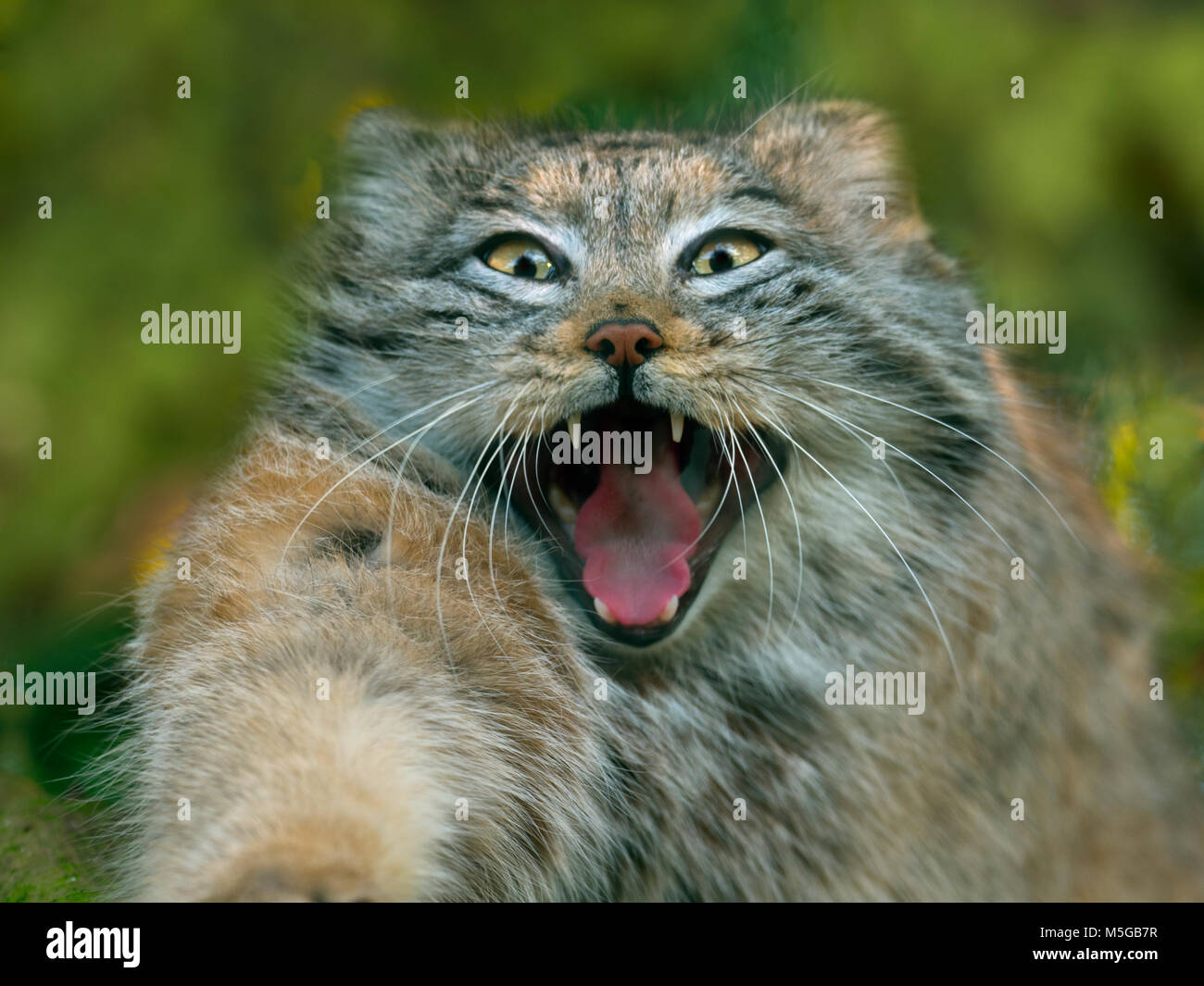 Pallas's cat Otocolobus manul Stock Photo - Alamy