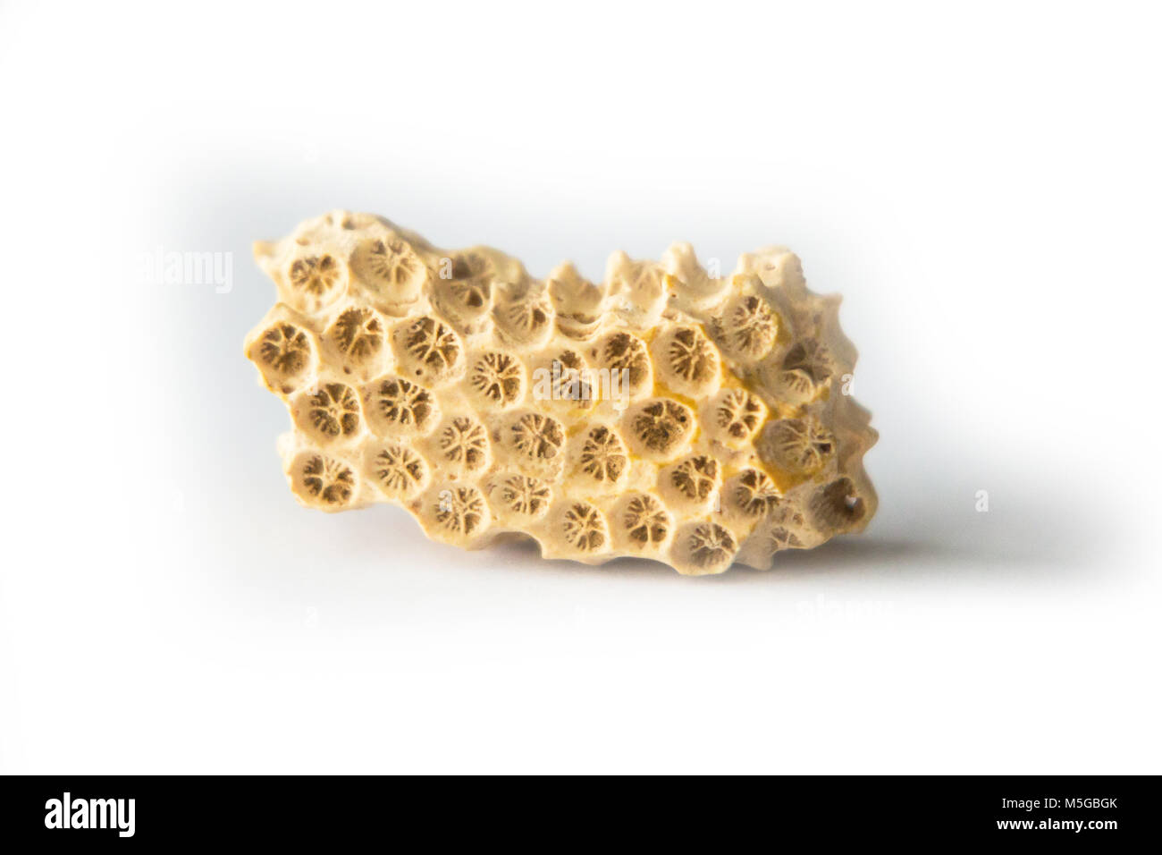 Coral stone on beach Cut Out Stock Images & Pictures - Alamy