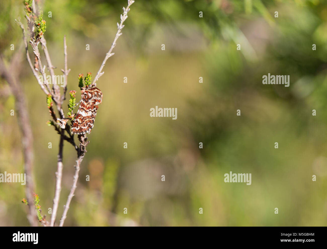 Beautiful yellow underwing Stock Photo - Alamy