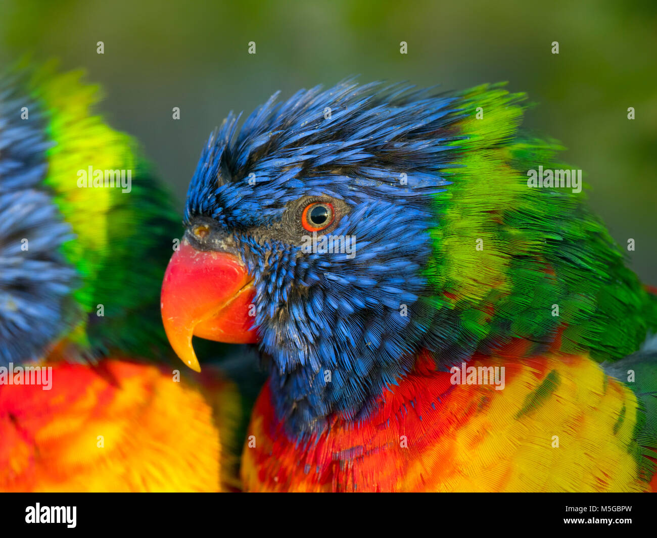 Rainbow lorikeet Trichoglossus moluccanus Stock Photo - Alamy