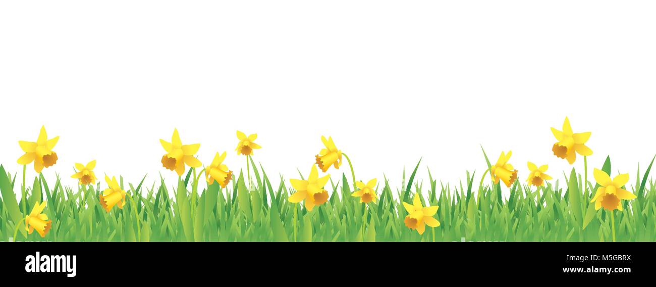 Pretty daffodils for spring full vector banner Stock Vector Image & Art ...