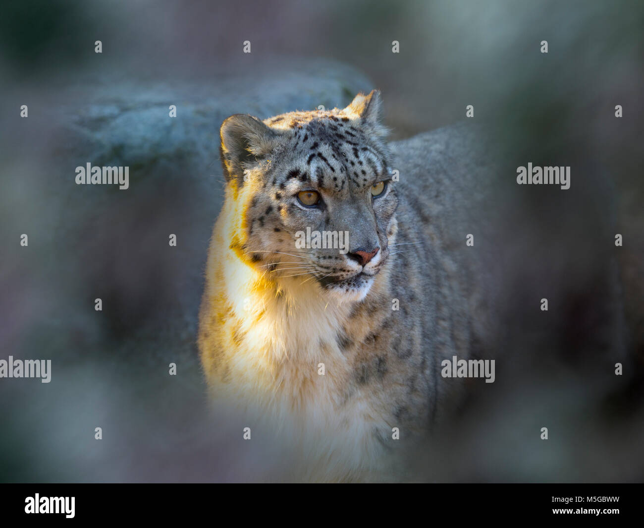Portrait of captive Snow leopard or ounce Panthera uncia Stock Photo ...