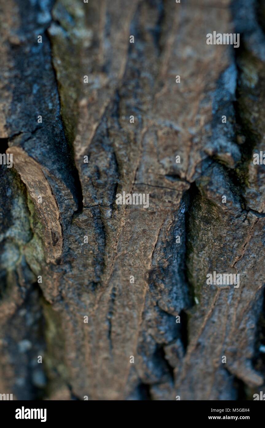 Stem detail in Tuscan forest Stock Photo - Alamy