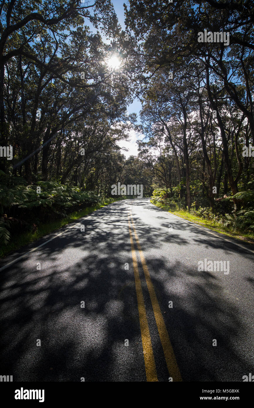 Ohia tree hi-res stock photography and images - Alamy