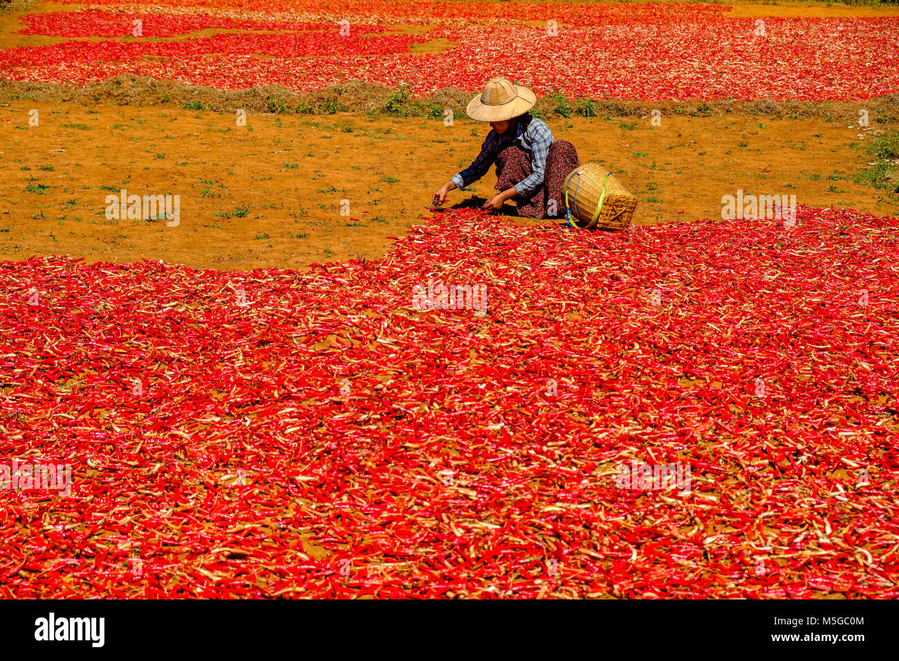 Tradition sorting working hi-res stock photography and images - Alamy