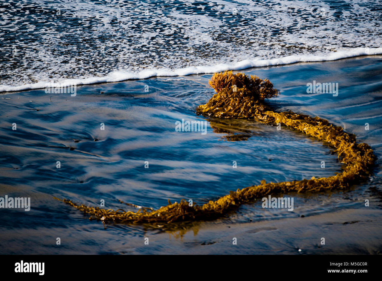 kelp strand washed up on beach Stock Photo - Alamy