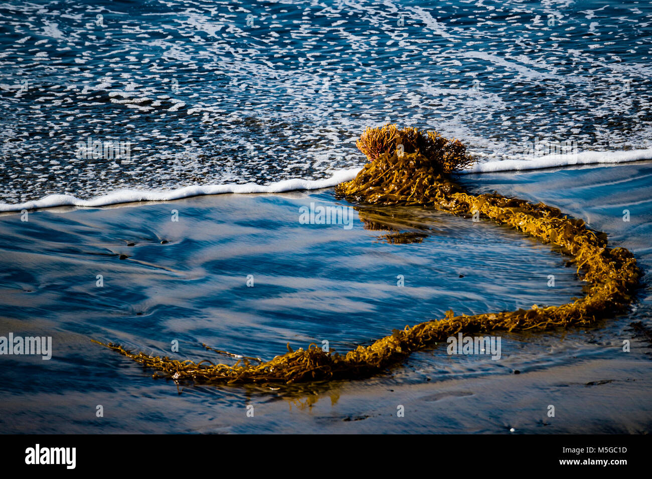 kelp strand washed up on beach Stock Photo - Alamy