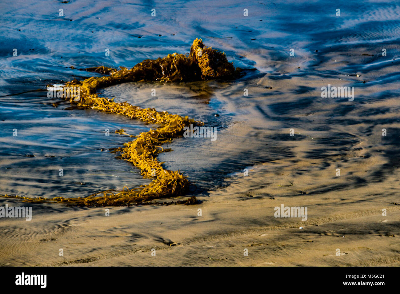 kelp strand washed up on beach Stock Photo - Alamy