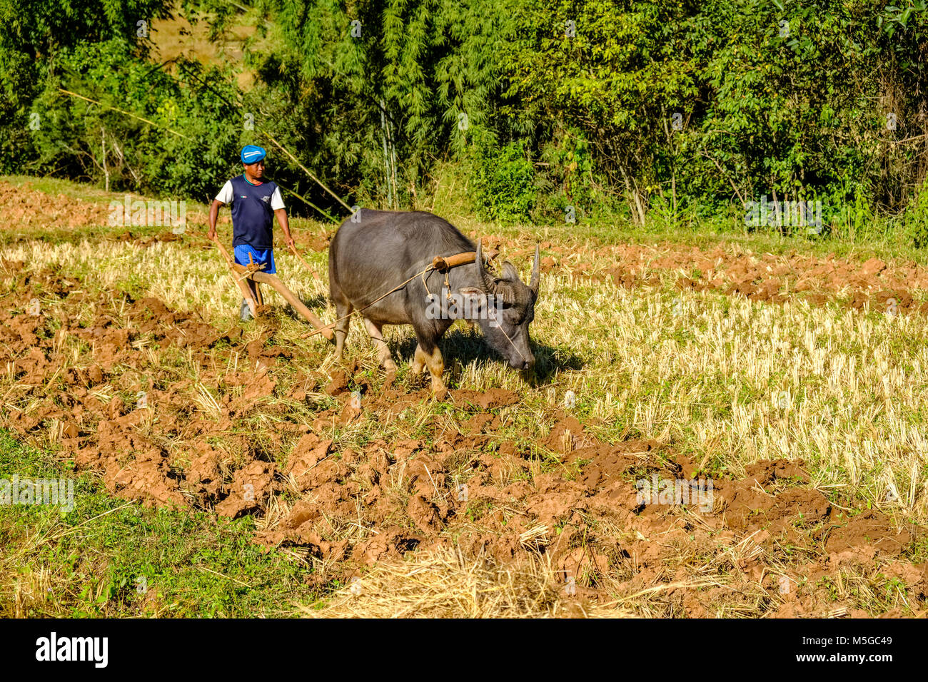 A farmer is ploughing a field with a water buffalo in the hills of the ...