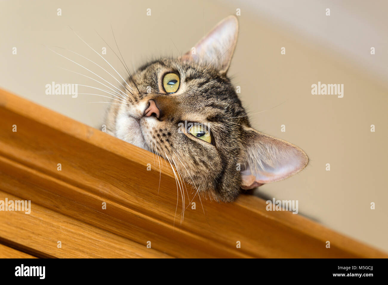 Cat Cupboard High Resolution Stock Photography and Images - Alamy