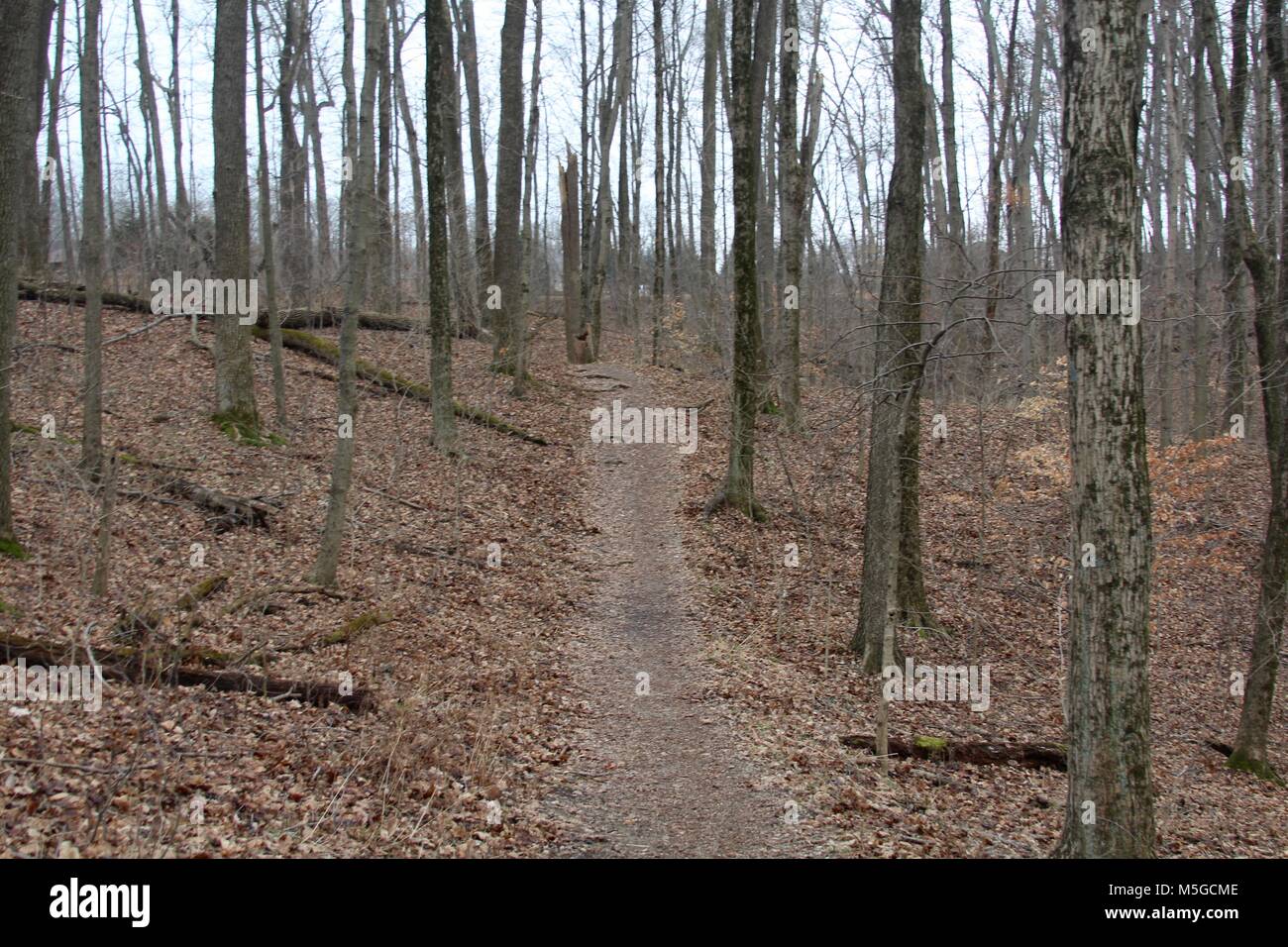 Doing some hiking of the forest on some trails on two different days ...