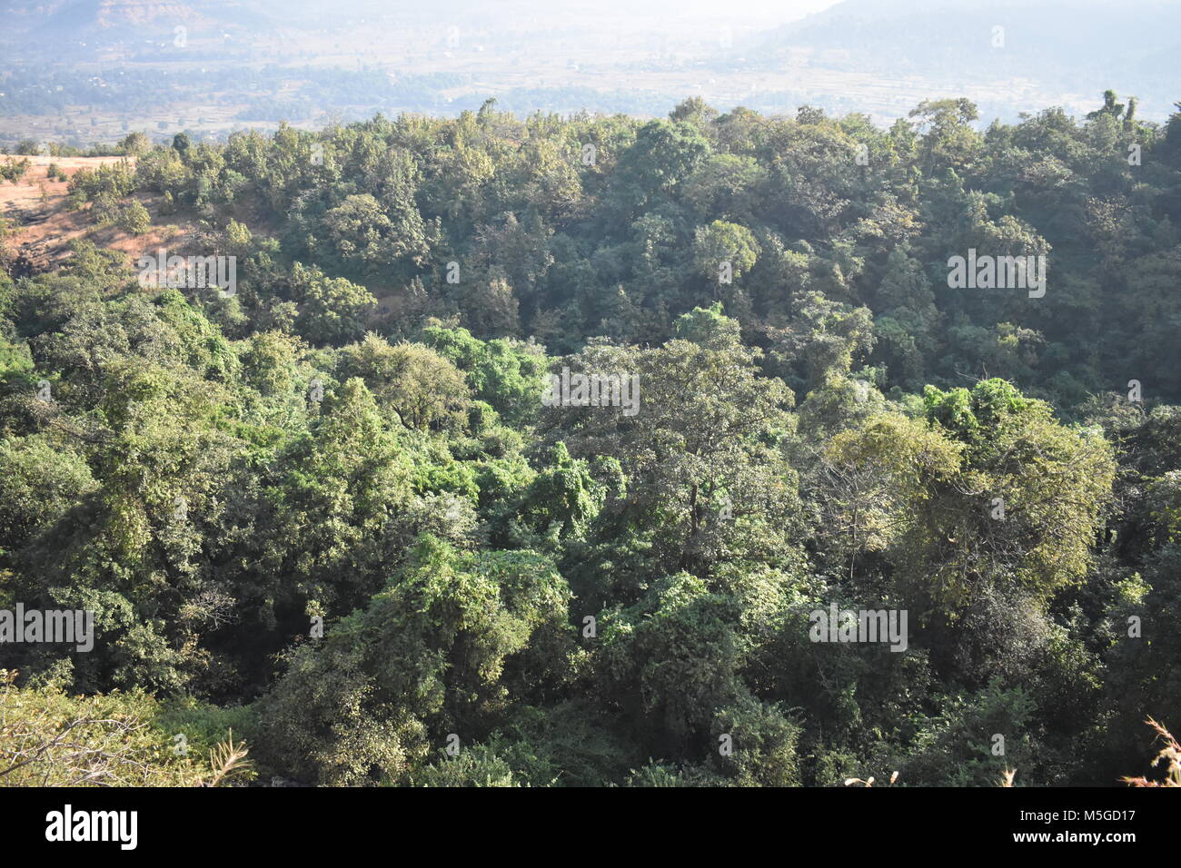 heavy Forest on mountain at morning looking very beautiful Stock Photo ...
