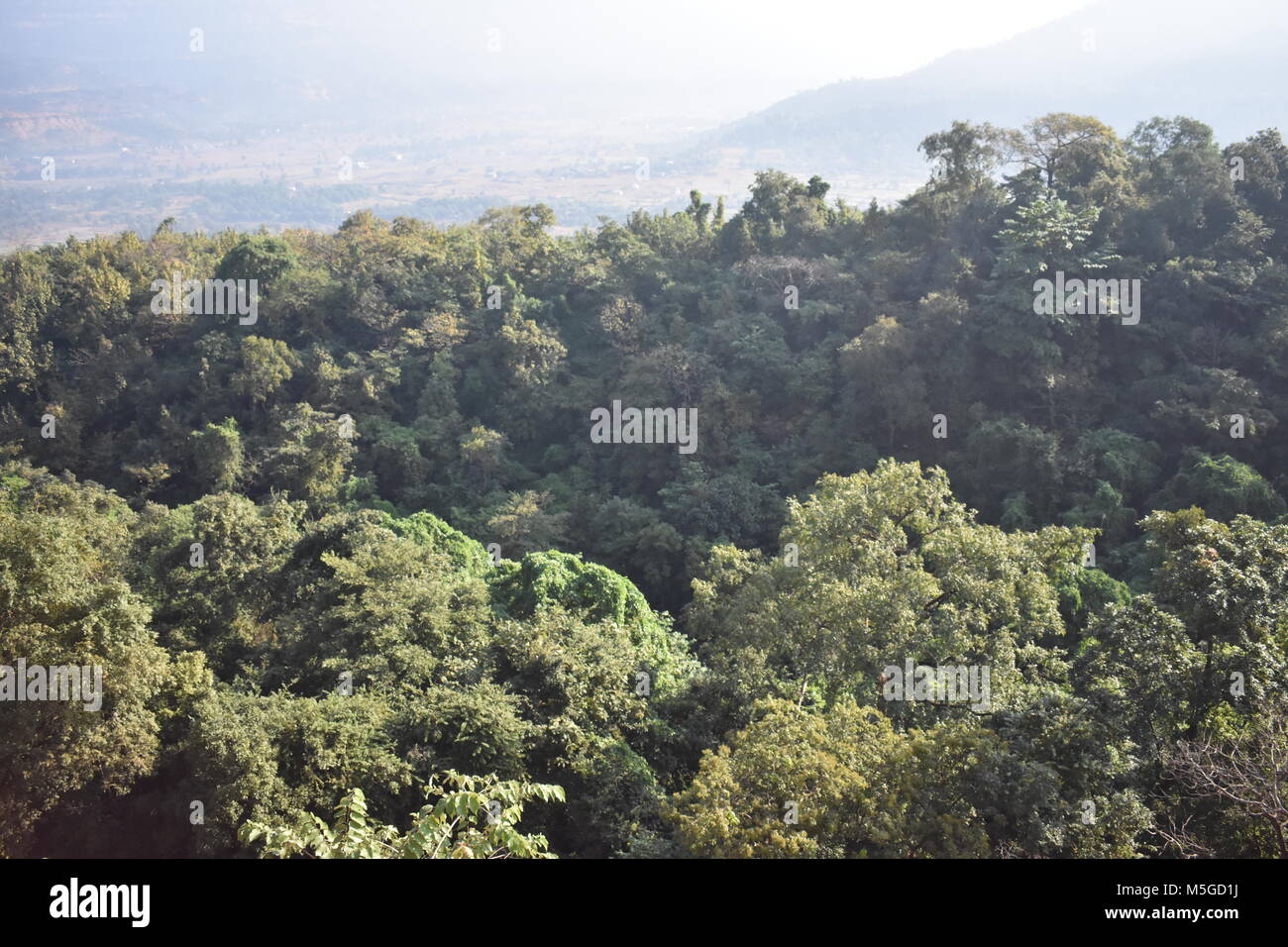 heavy Forest on mountain at morning looking very beautiful Stock Photo ...