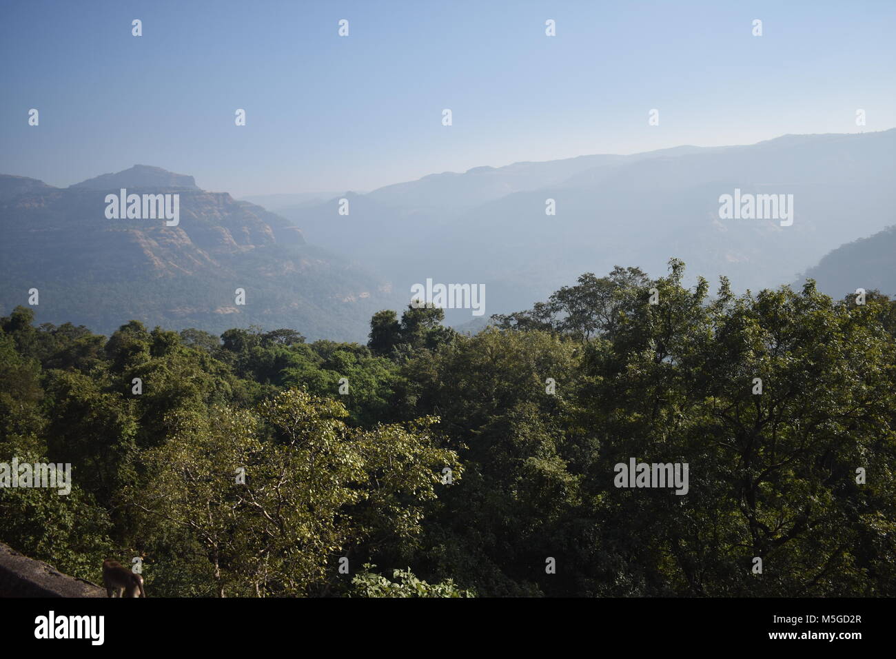Heavy forest with mountain view at morning is so beautiful that no one ...
