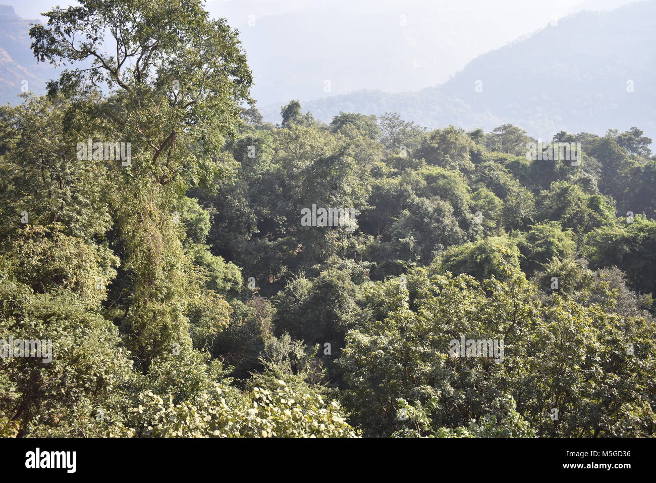 heavy Forest on mountain at morning looking very beautiful Stock Photo ...