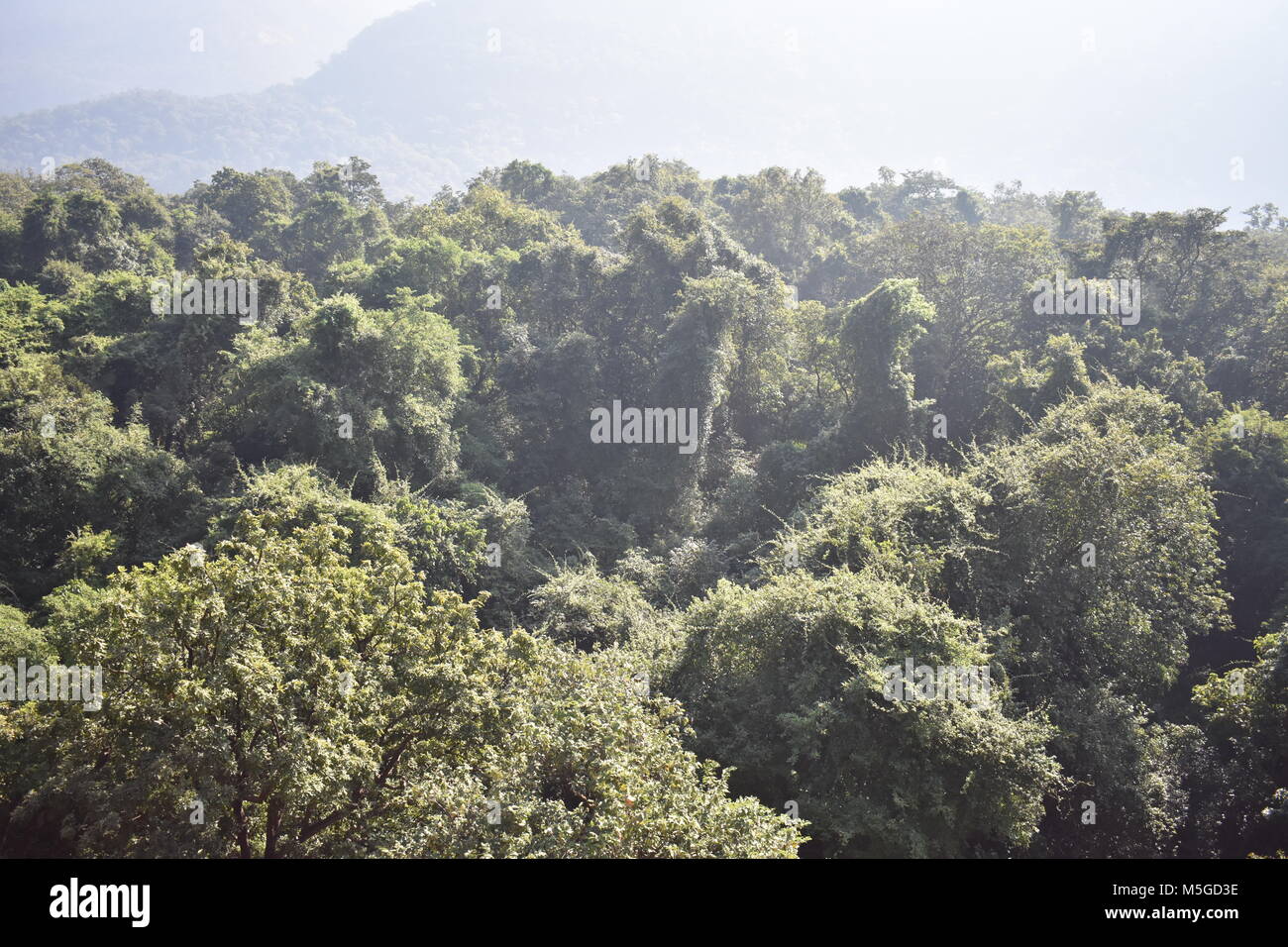 heavy Forest on mountain at morning looking very beautiful Stock Photo ...
