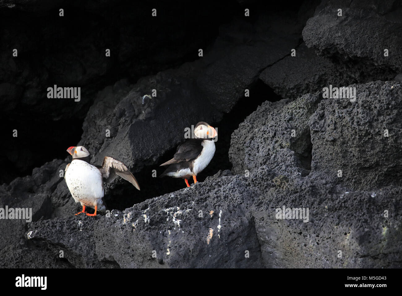Puffins ( Atlantic Puffin, common puffin) on the cliff of Kirkjufjara ...