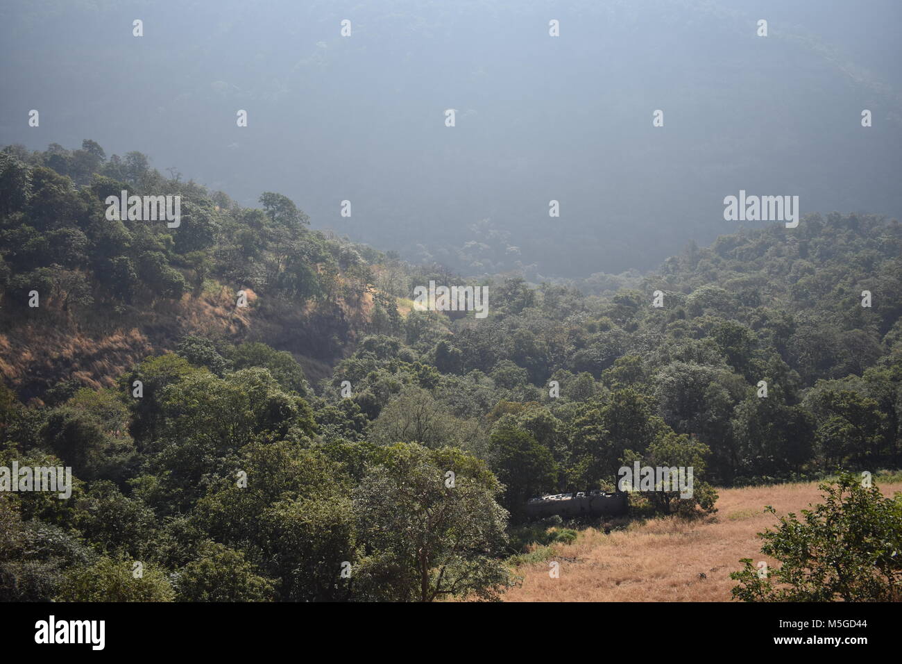 heavy Forest on mountain at morning looking very beautiful Stock Photo ...