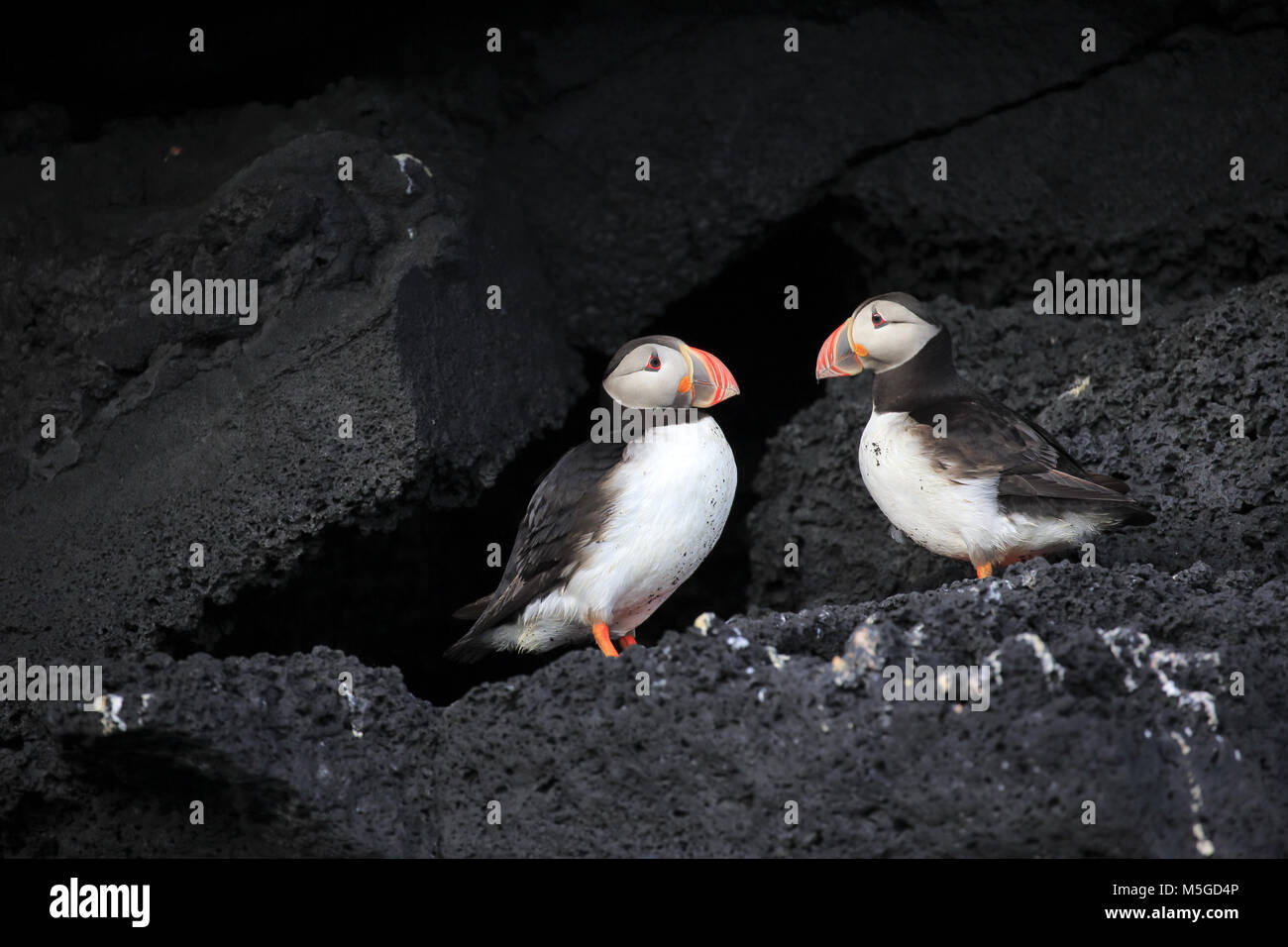 Puffins ( Atlantic Puffin, common puffin) on the cliff of Kirkjufjara ...