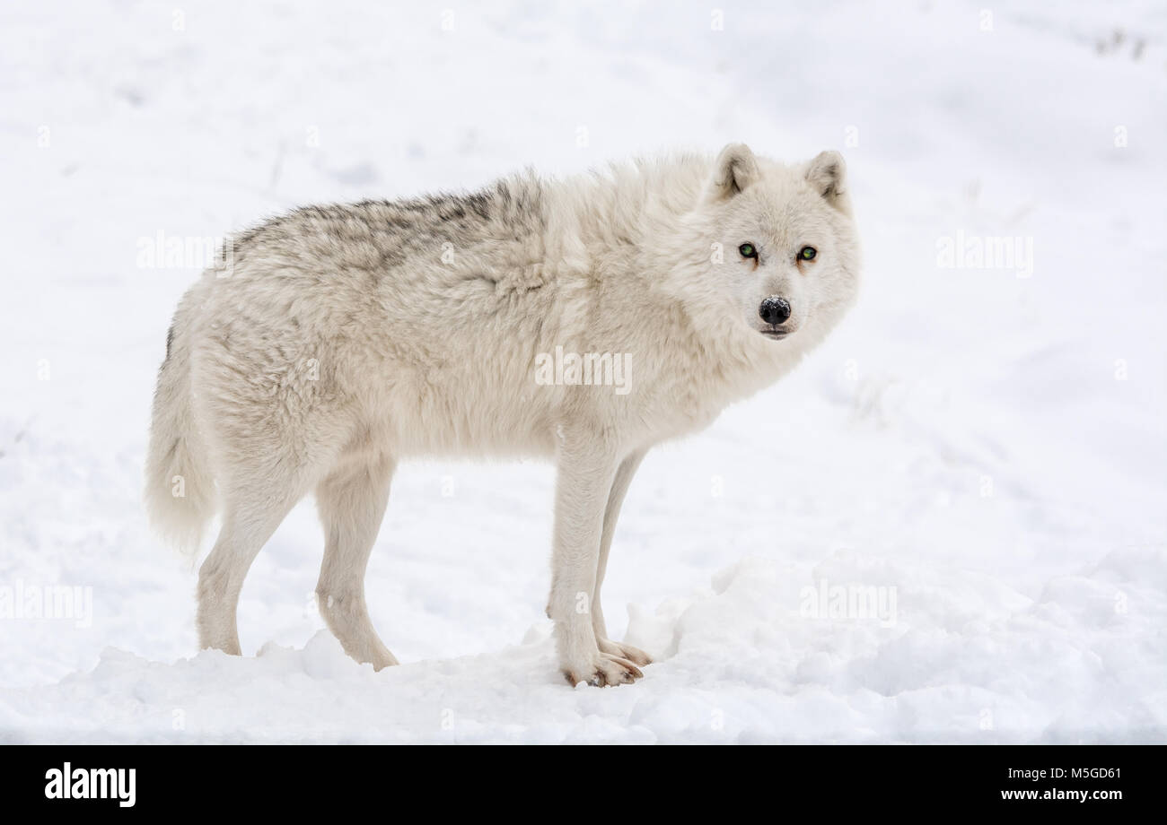 Arctic wolf hi-res stock photography and images - Alamy