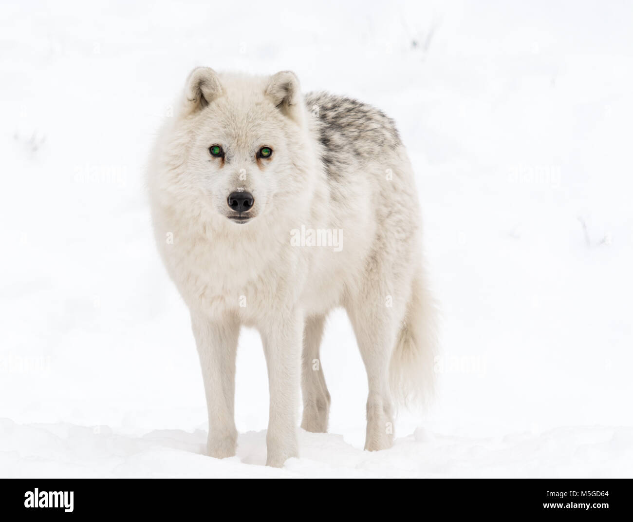 Arctic Wolf With Green Eyes