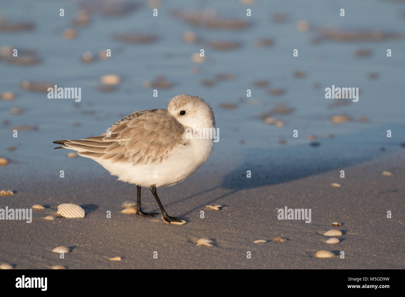 Sanderling on Florida beach Stock Photo - Alamy