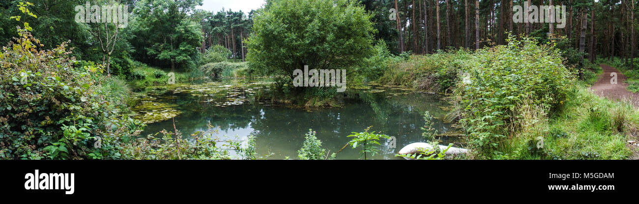 Binning Wood, East Lothian Stock Photo - Alamy