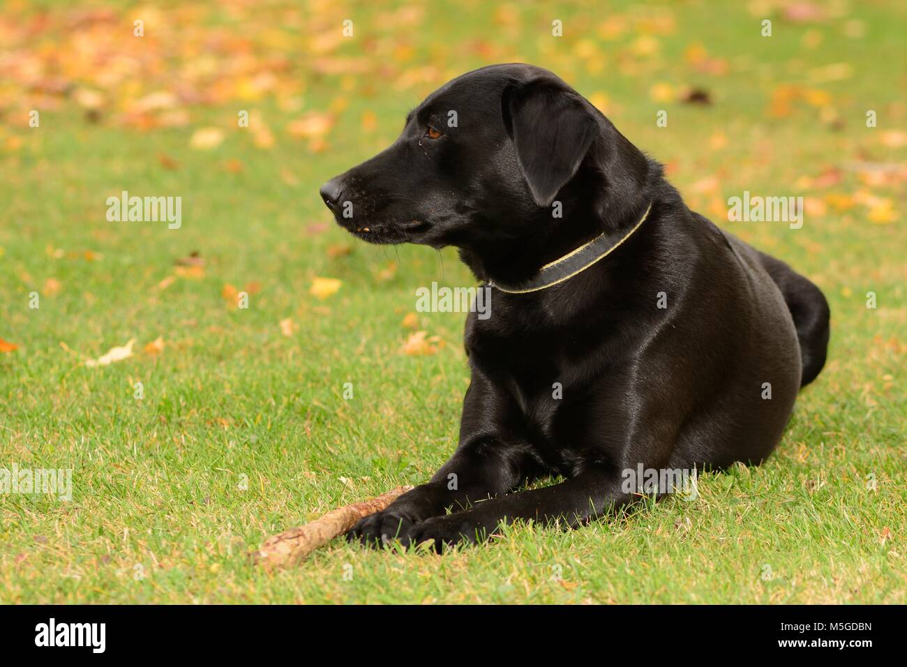 Portrait of a young black Labrador sitting in the garden with a stick ...