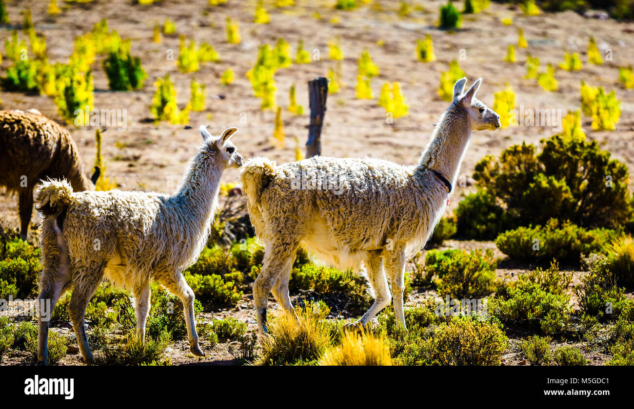 Herd of llamas hi-res stock photography and images - Alamy