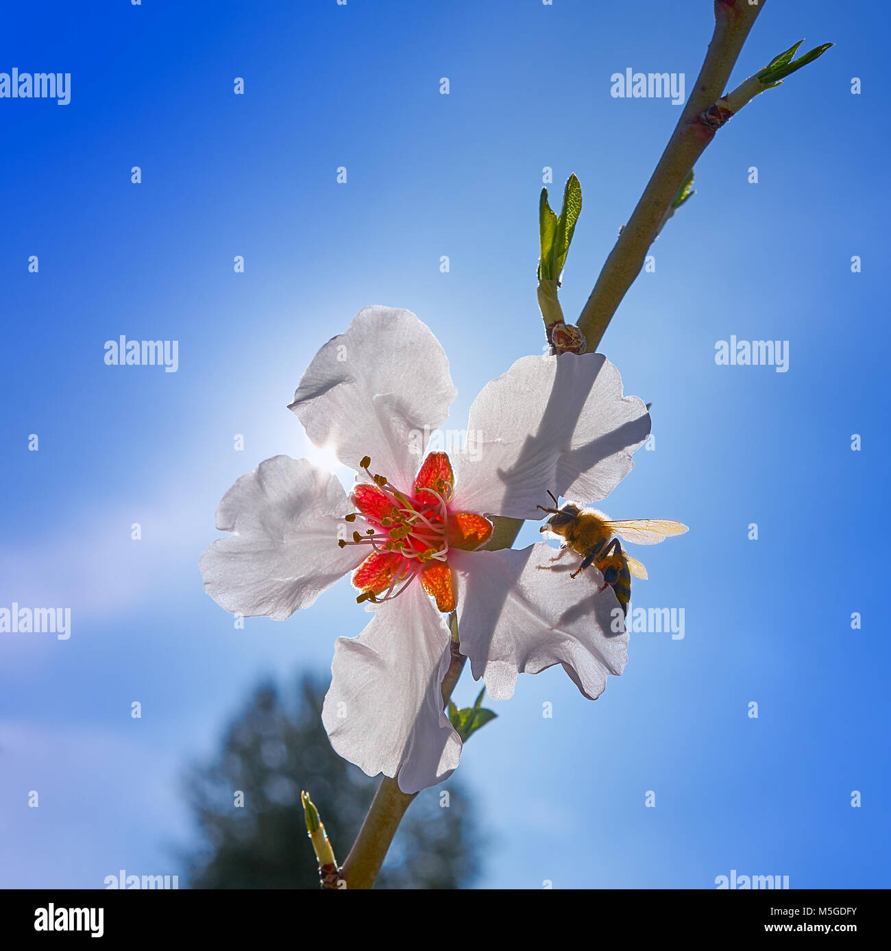 Almond flower tree with bee pollination in spring at Mediterranean ...