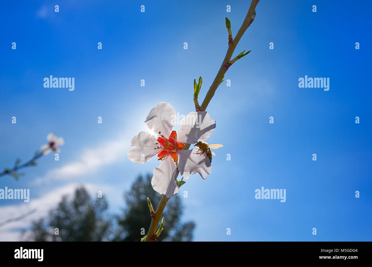 Almond flower tree with bee pollination in spring at Mediterranean ...