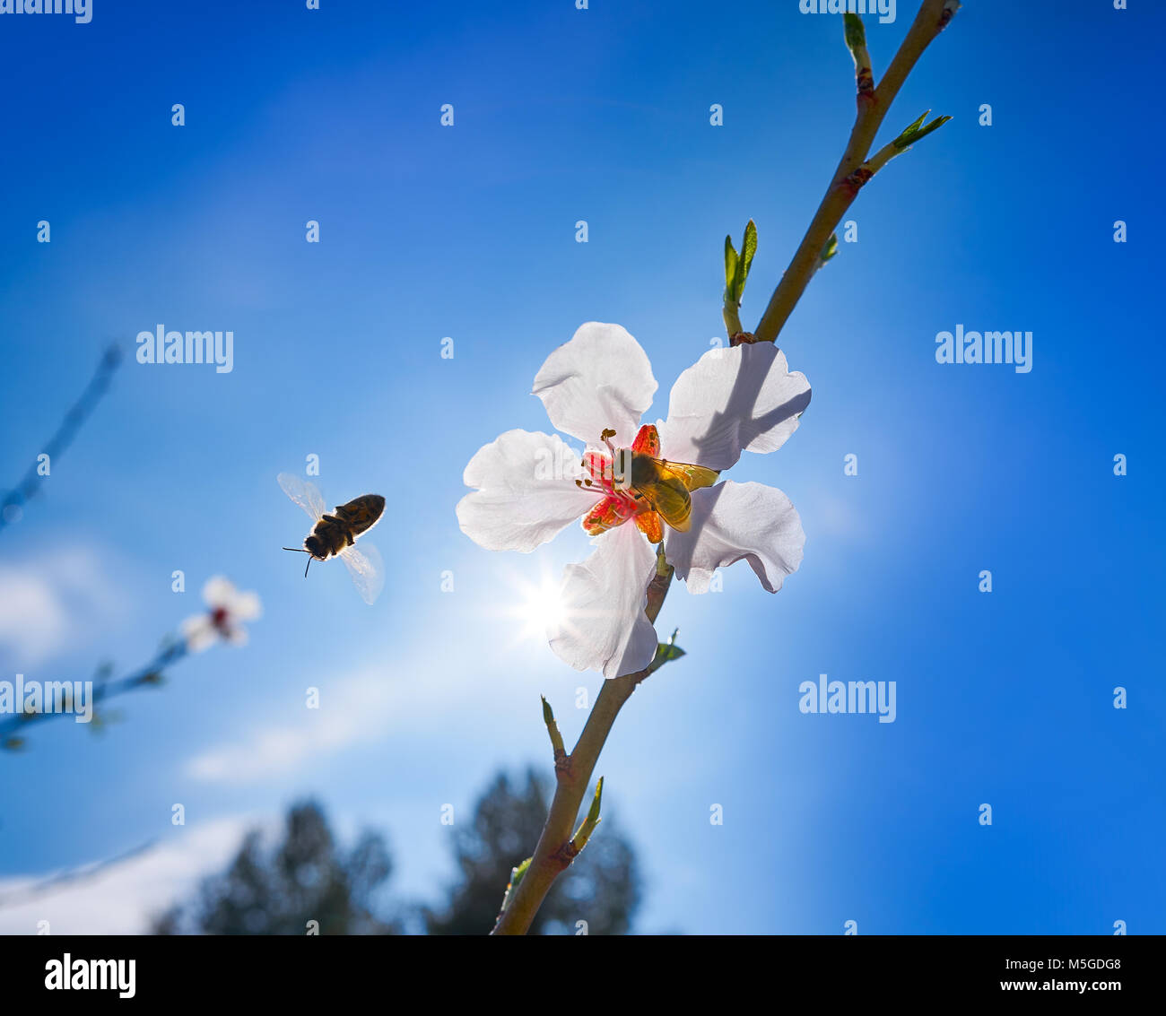 Almond flower tree with bee pollination in spring at Mediterranean ...