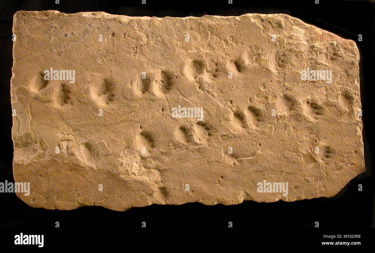 Fossil identification hi-res stock photography and images - Alamy