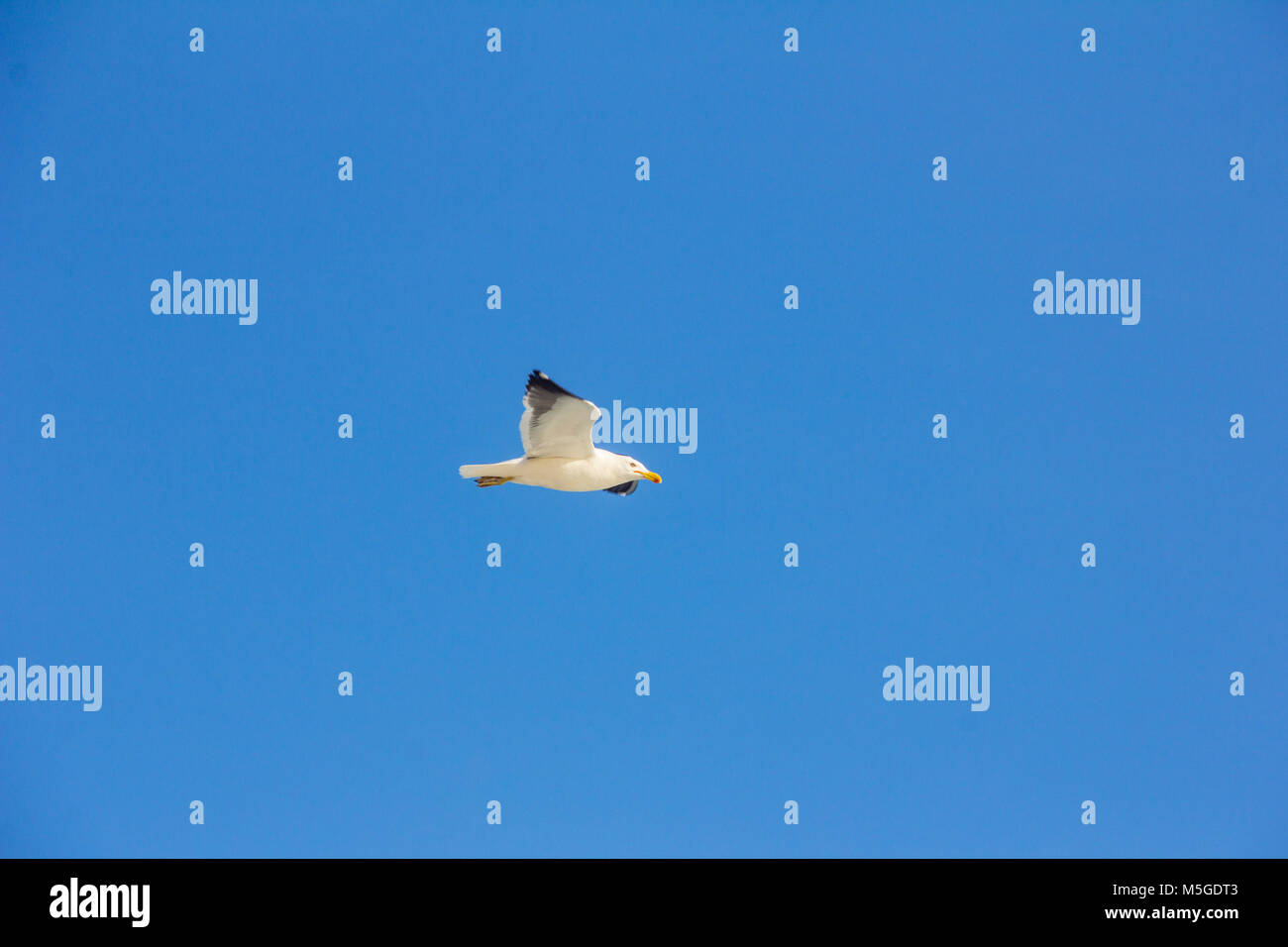 white bird flying in deep blue sky Stock Photo - Alamy